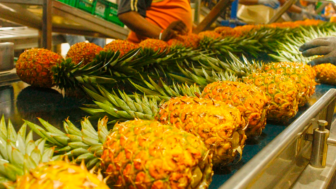 Colombia exportará por primera vez Piña a Canadá - Medellín Turístico
