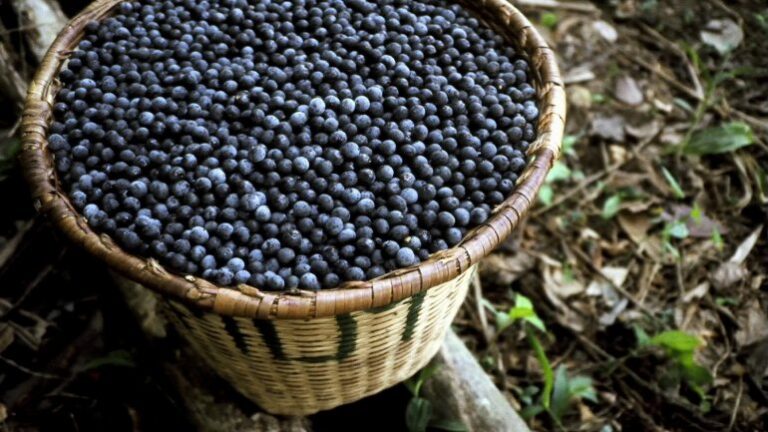 Las 5 frutas más exóticas de Colombia - Medellín Turístico